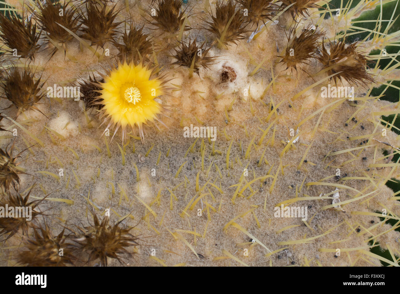 Yellow cactus flower Stock Photo - Alamy