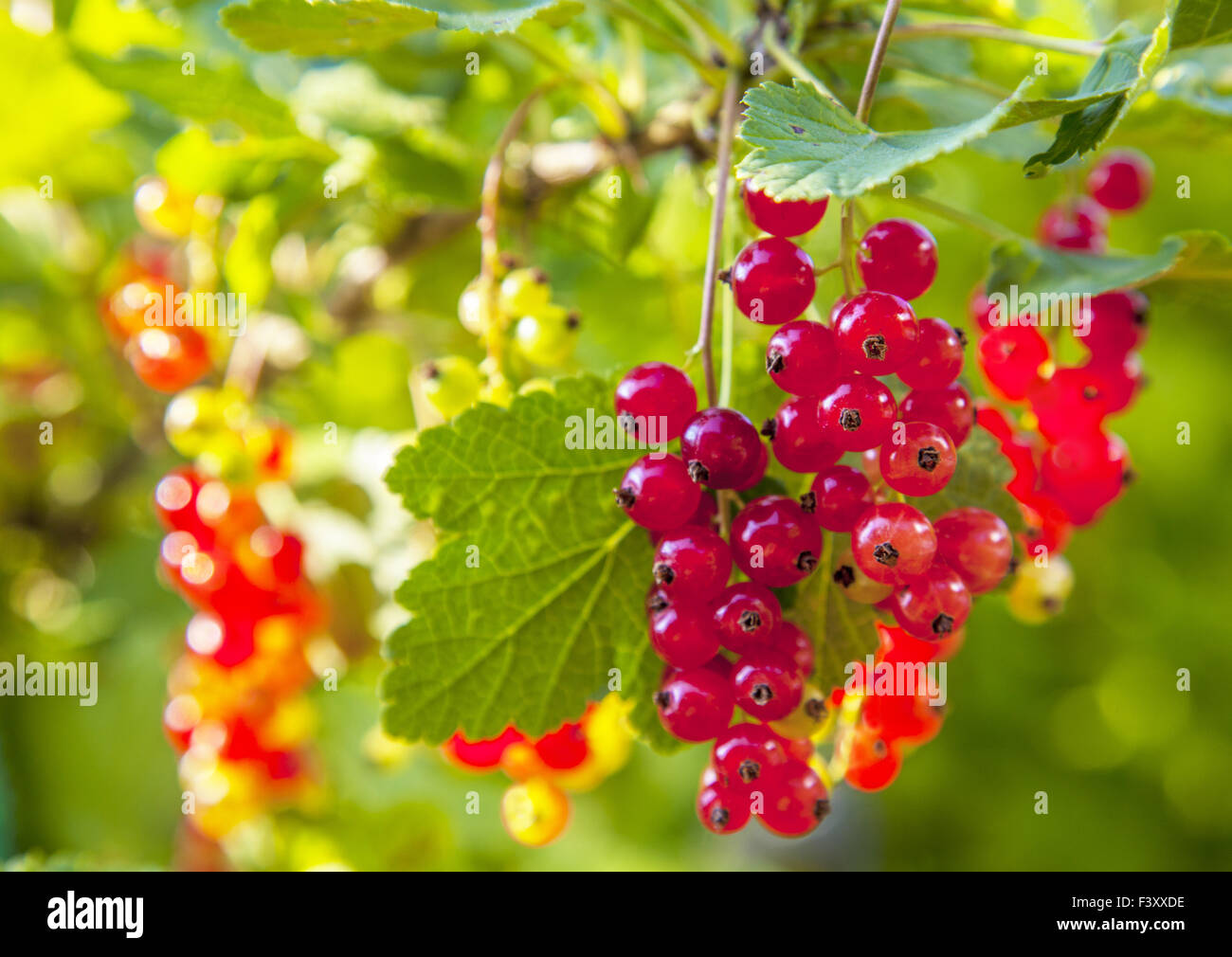 Zuchtu hi-res stock photography and images - Alamy