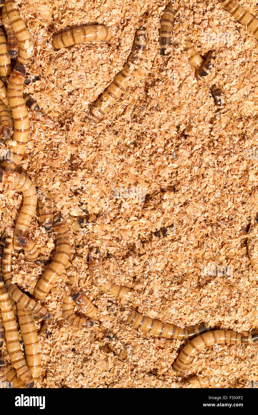 Many ugly worms as background - close up Stock Photo - Alamy