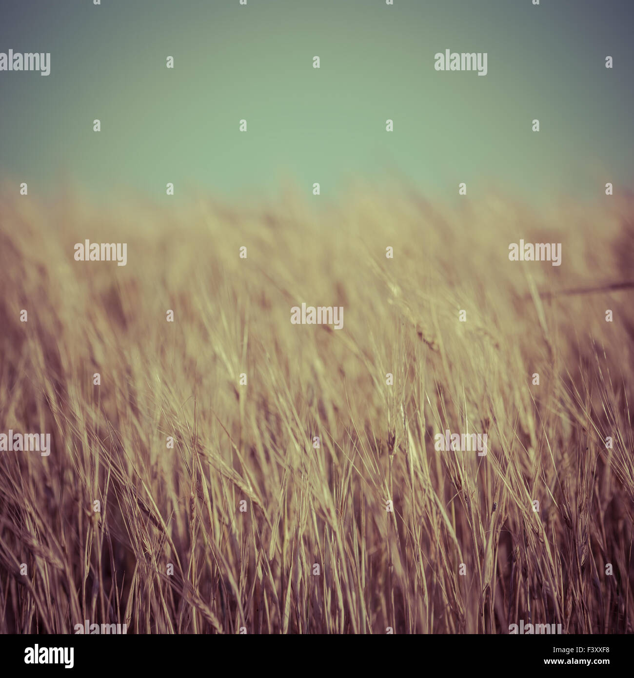 Blue tinted field hi-res stock photography and images - Alamy