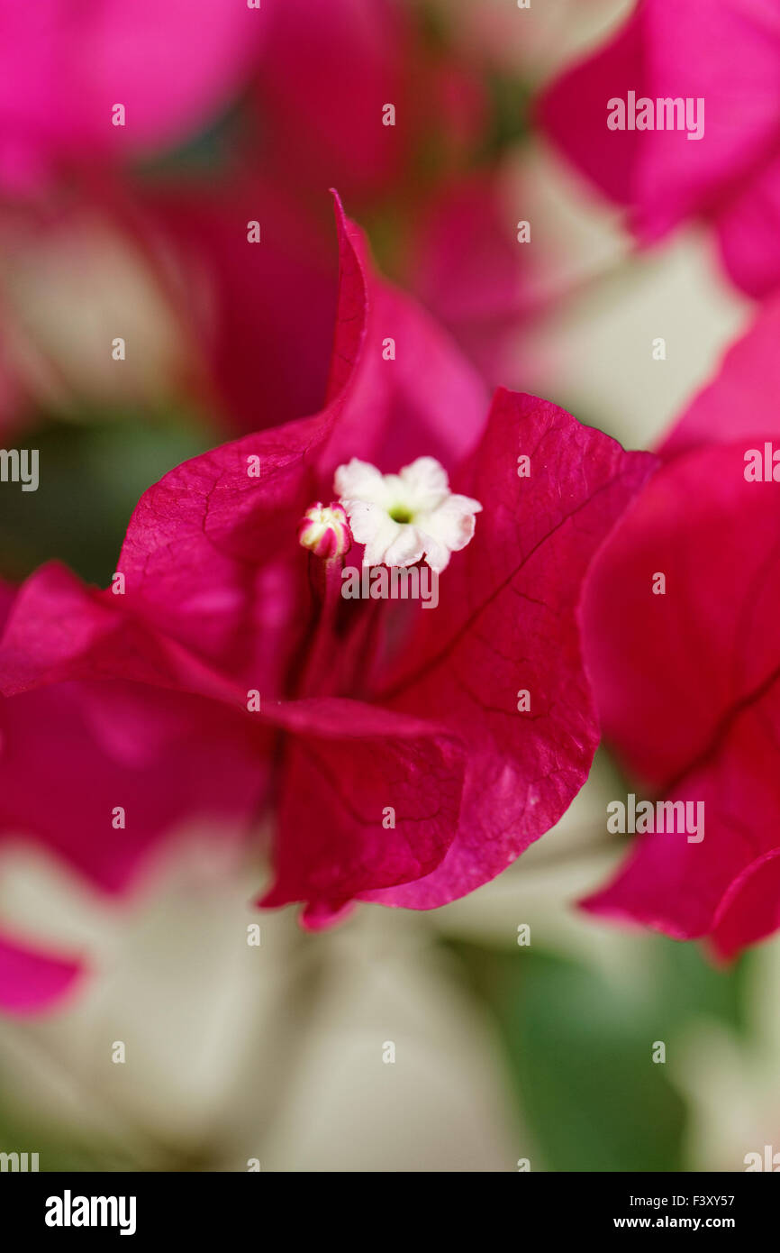 Bougainville flowers hi-res stock photography and images - Alamy