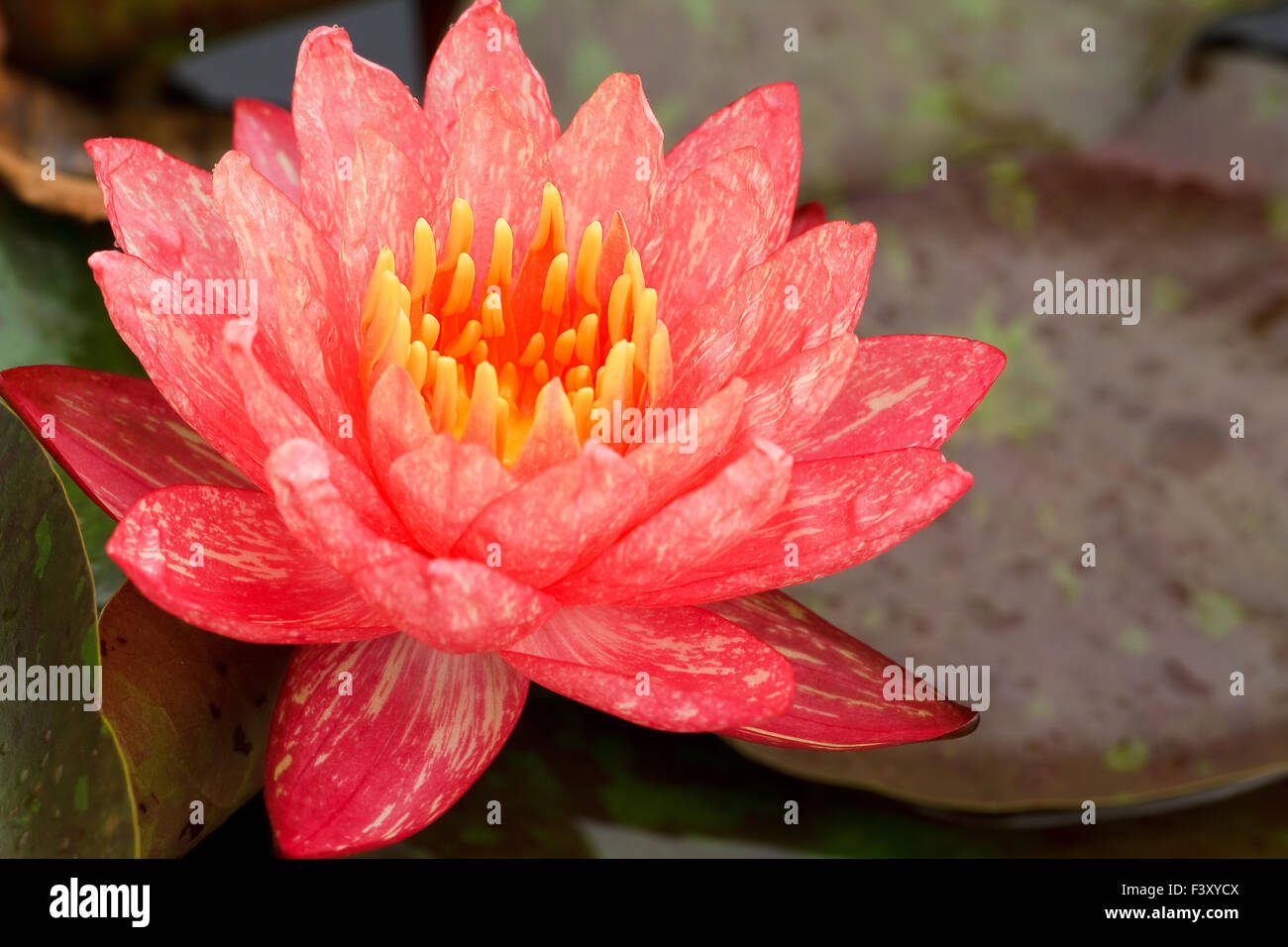 Pink Water Lily Stock Photo - Alamy