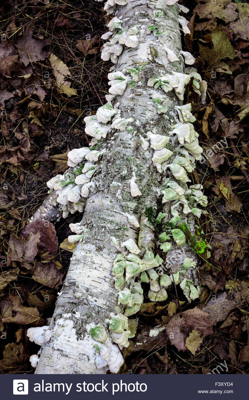 Decompose Paper High Resolution Stock Photography and Images - Alamy