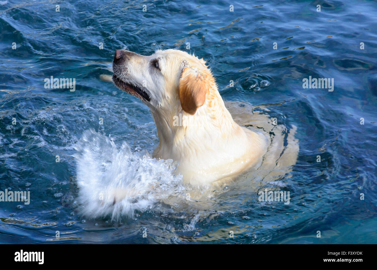 Water loving splashing dog Stock Photo - Alamy
