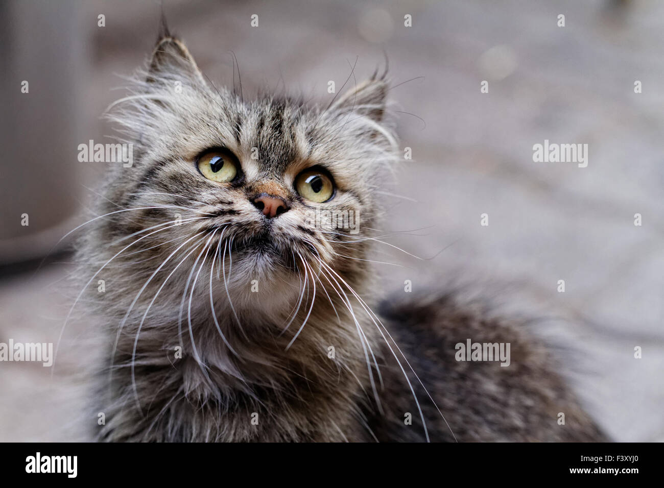 Cat close up photo. Animal portrait Stock Photo - Alamy