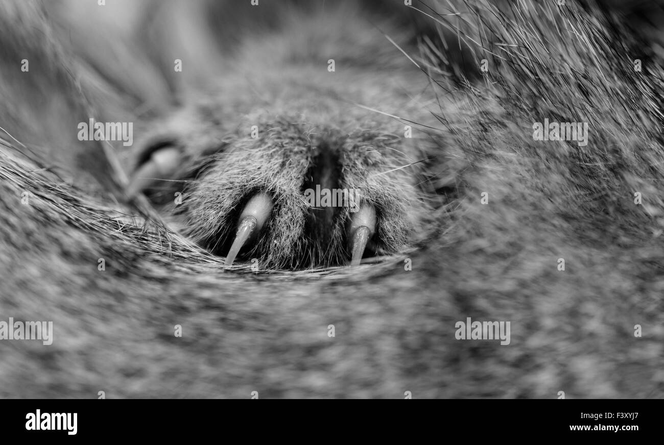 Cat paw pattern Black and White Stock Photos & Images - Alamy