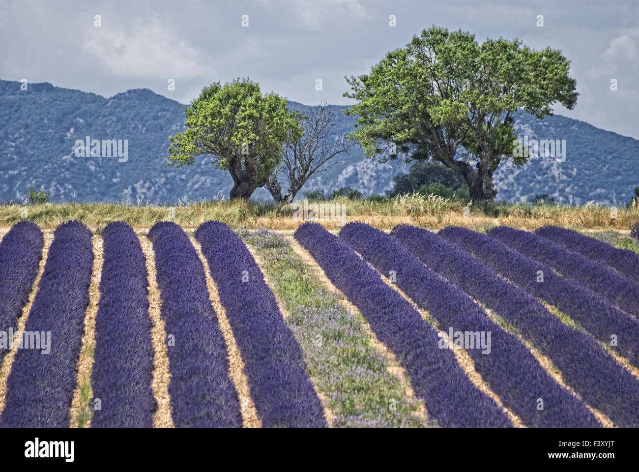 Flavour flavour hi-res stock photography and images - Alamy