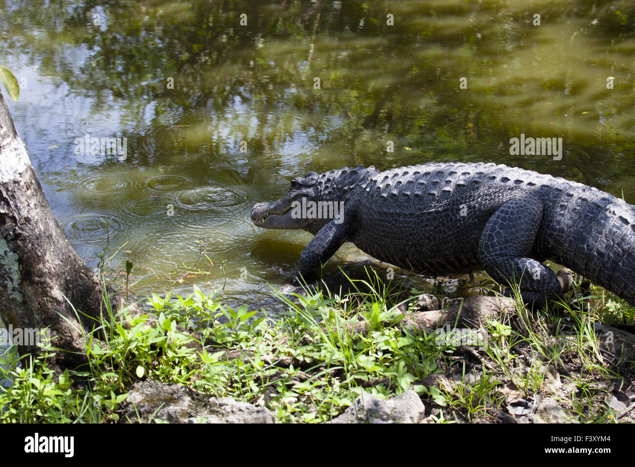 Alligator in the Everglades National Park Stock Photo - Alamy