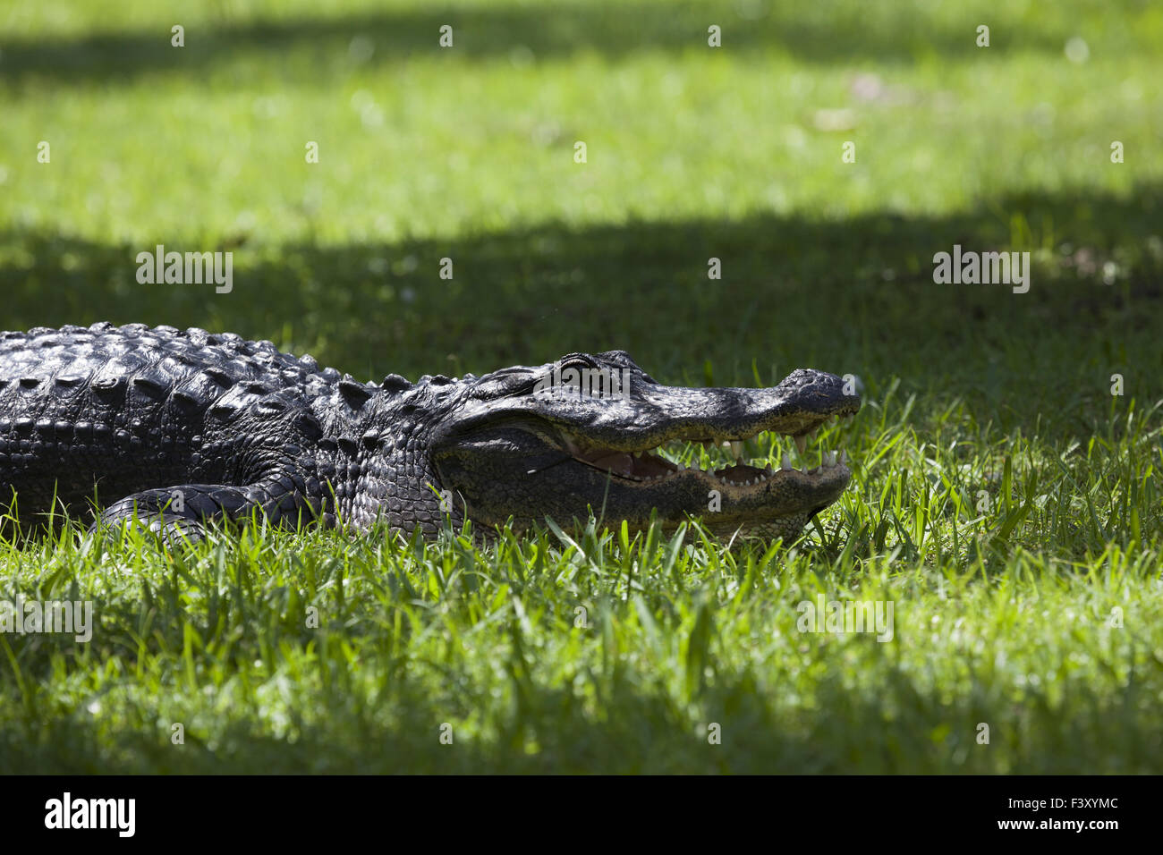 Florida alligator beach hi-res stock photography and images - Alamy