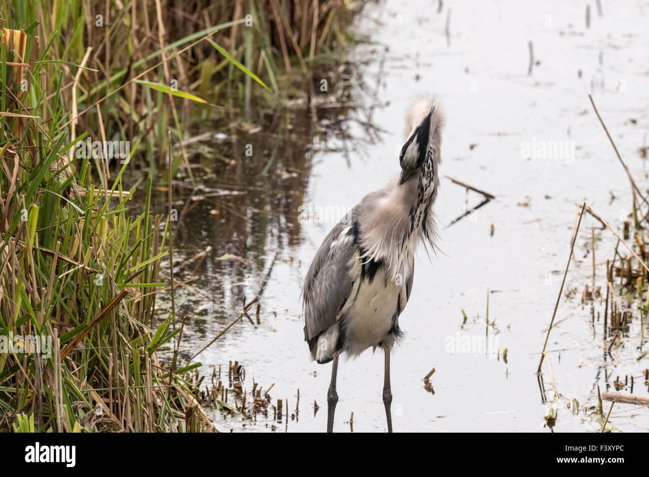 A Grey Heron preening itself Stock Photo - Alamy