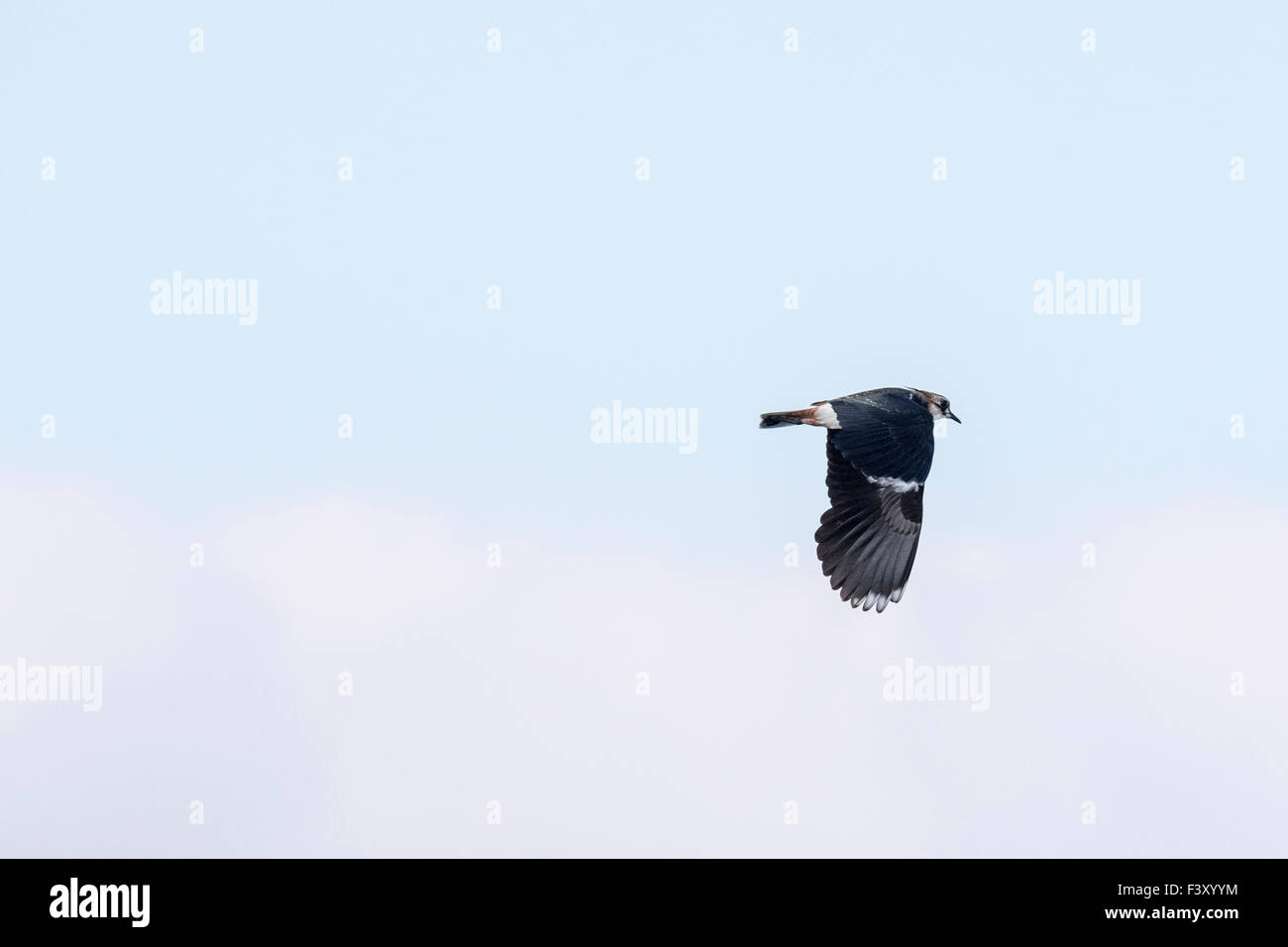A flying Lapwing showing the white upper surface of its wing Stock ...