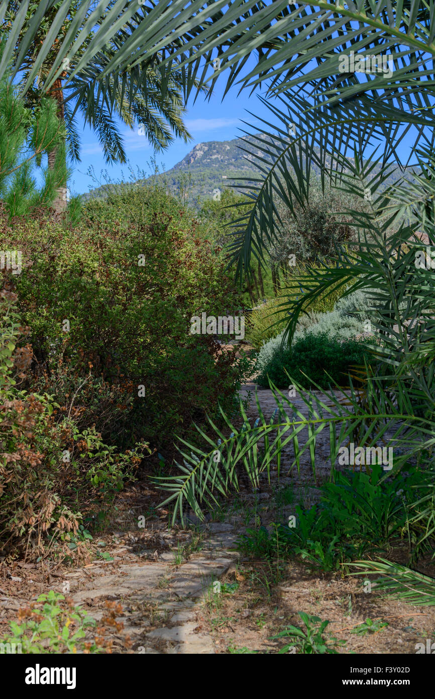 Green environment with palm trees Stock Photo - Alamy