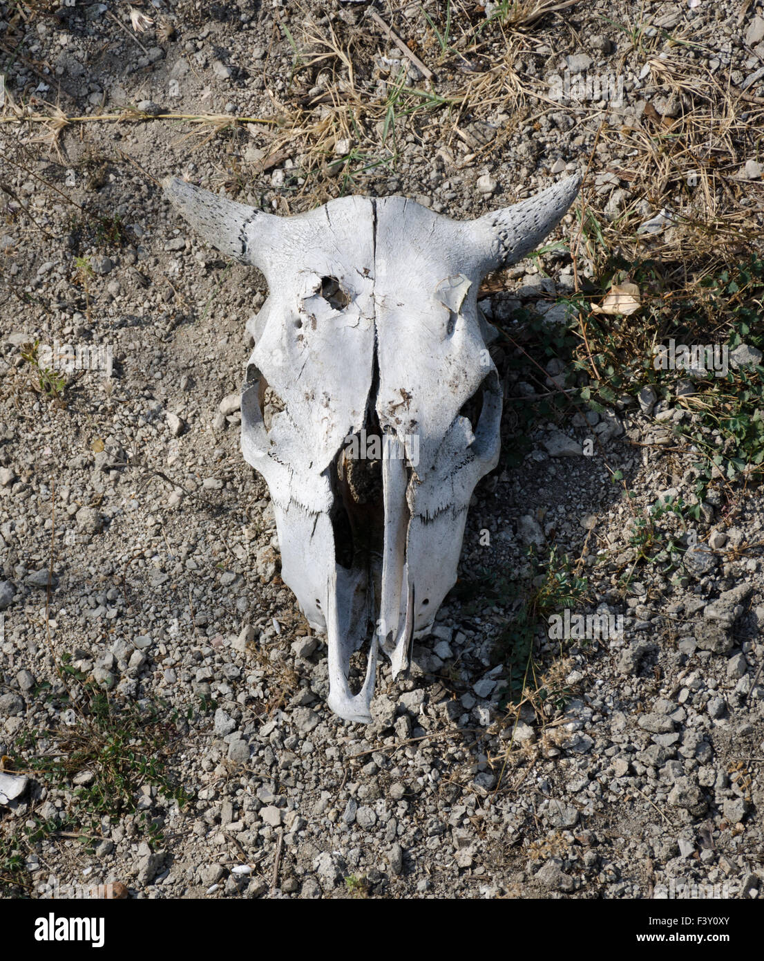 Bleached weathered cattle skull Stock Photo - Alamy