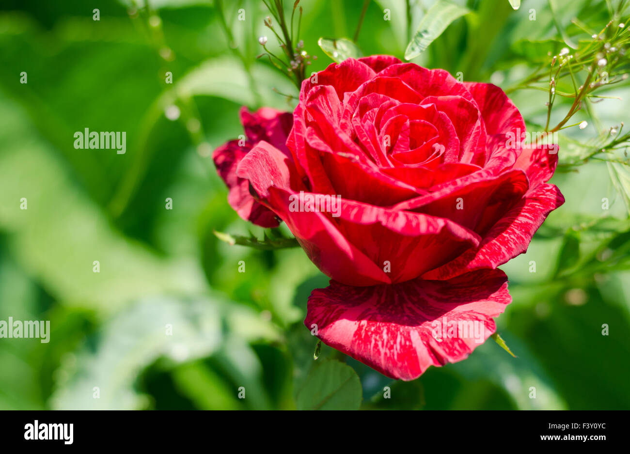Red Intuition Rose Leaves