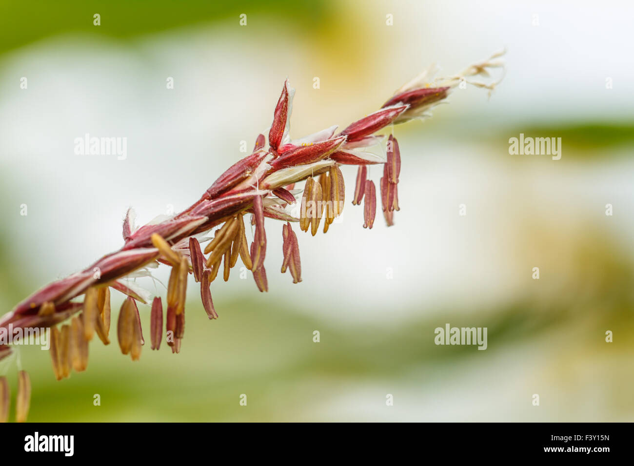 Corn with flowers Stock Photo - Alamy