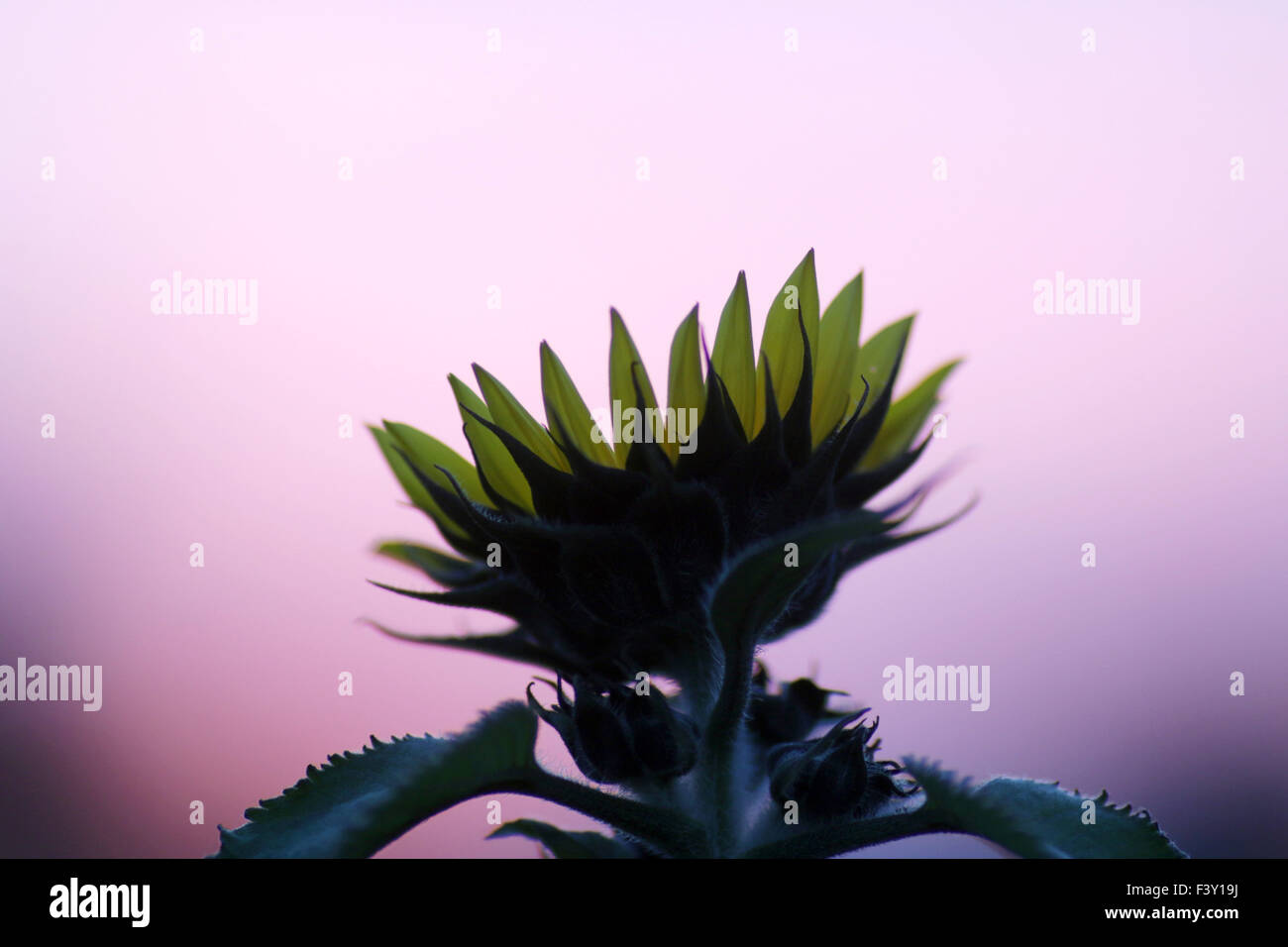 The petals of a flower at sunset in Rossdorf, Germany, 12 October 2015 ...