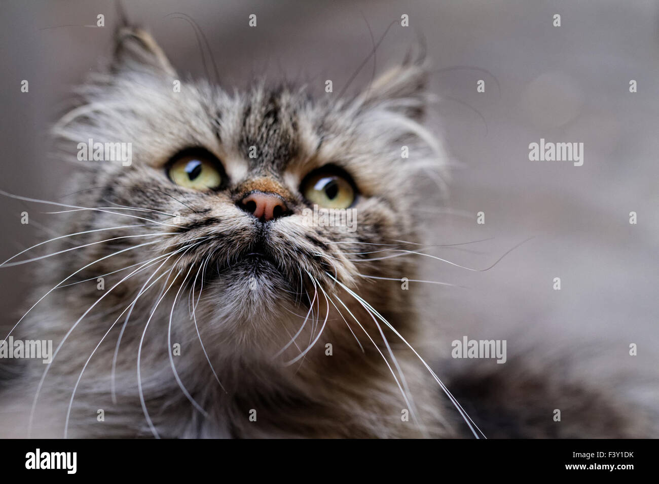 Close up portrait cat hi-res stock photography and images - Alamy