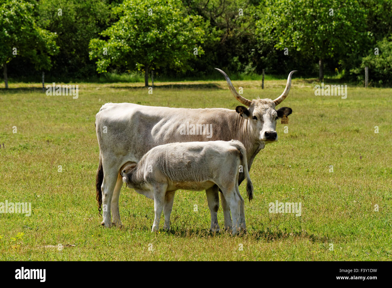 Ruminant Hungarian gray cattle bull on grass Stock Photo - Alamy