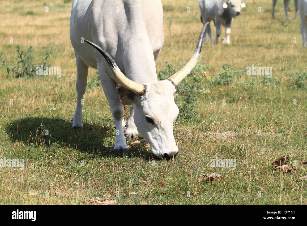Ruminant Hungarian gray cattle bull on grass Stock Photo - Alamy