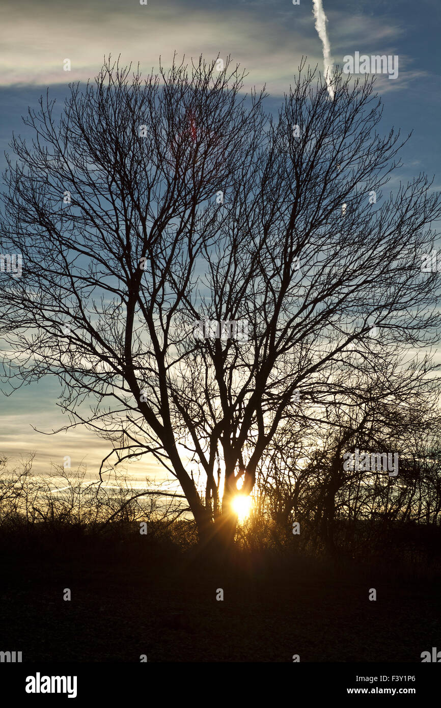 Tree in back-light Stock Photo - Alamy