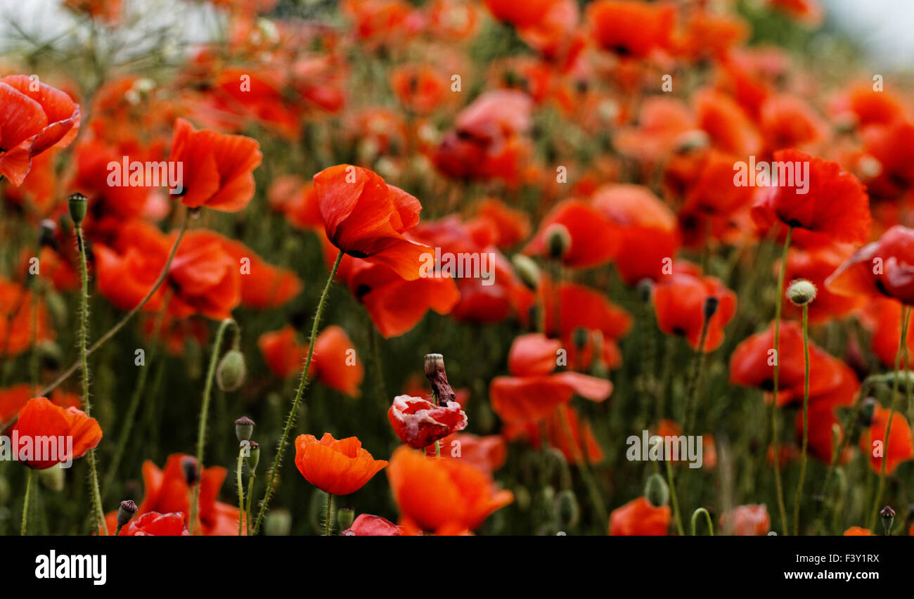 Wild poppies in countryside hi-res stock photography and images - Alamy