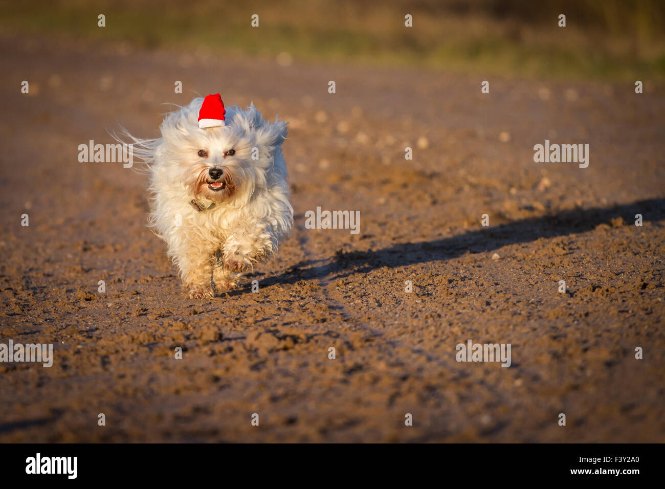 Dog with red stocking cap Stock Photo - Alamy