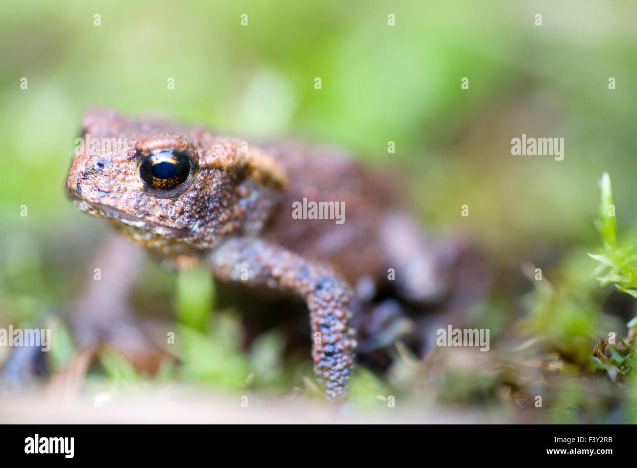 Eastern green toad hi-res stock photography and images - Alamy