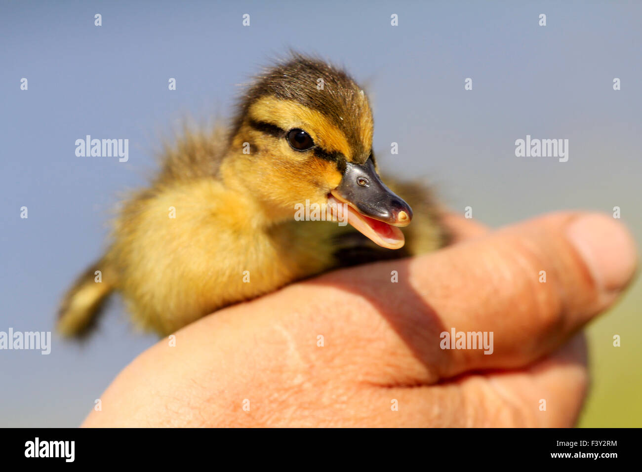 Duckling pet hi-res stock photography and images - Alamy