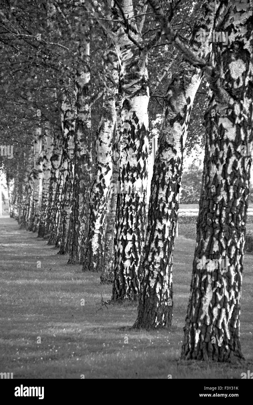 Birch trellis hi-res stock photography and images - Alamy