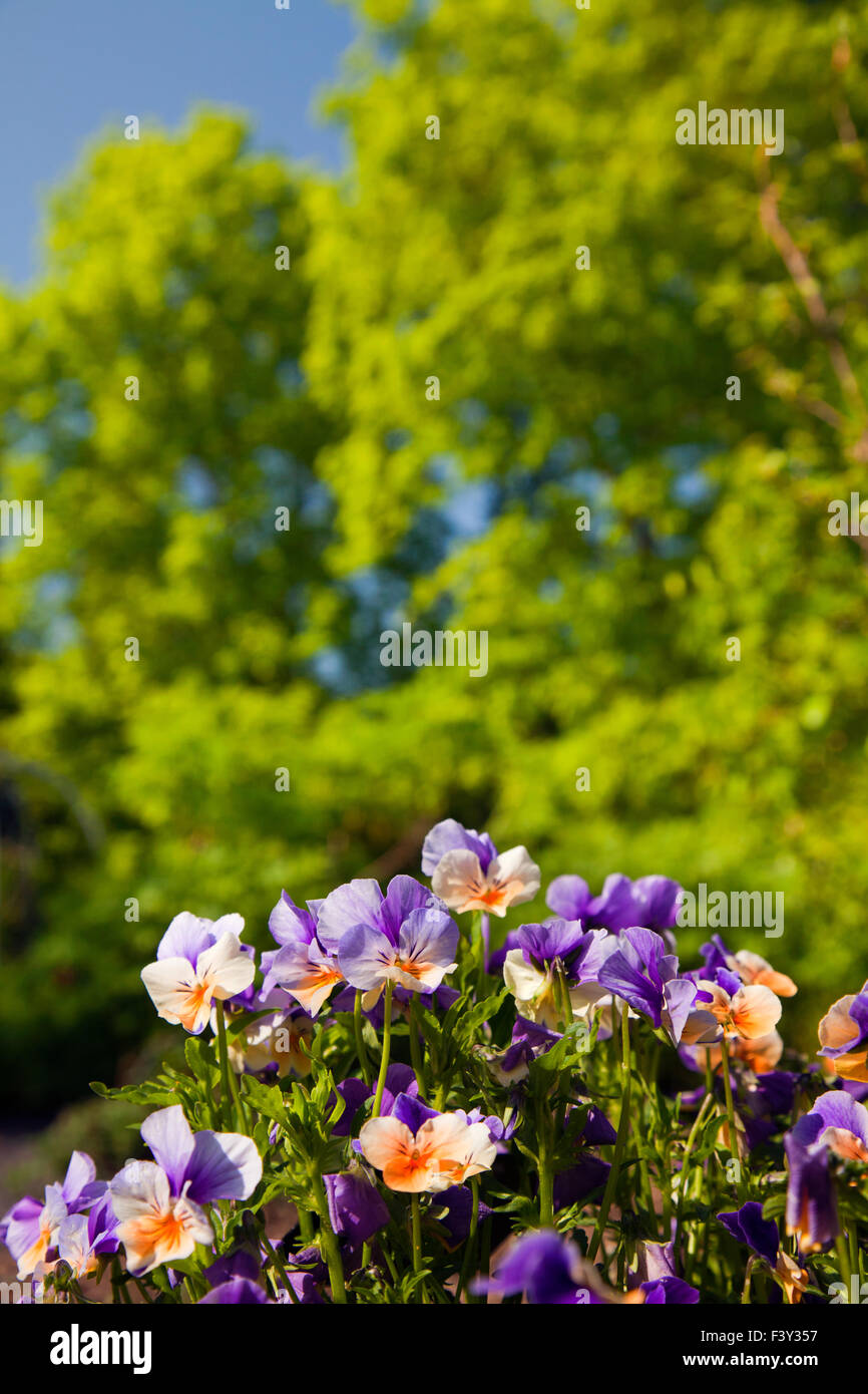 Violaceae hi-res stock photography and images - Alamy