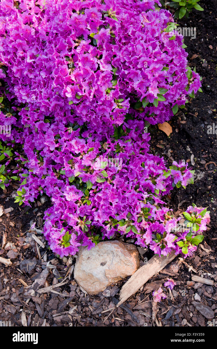 Lavender rhododendron hi-res stock photography and images - Alamy