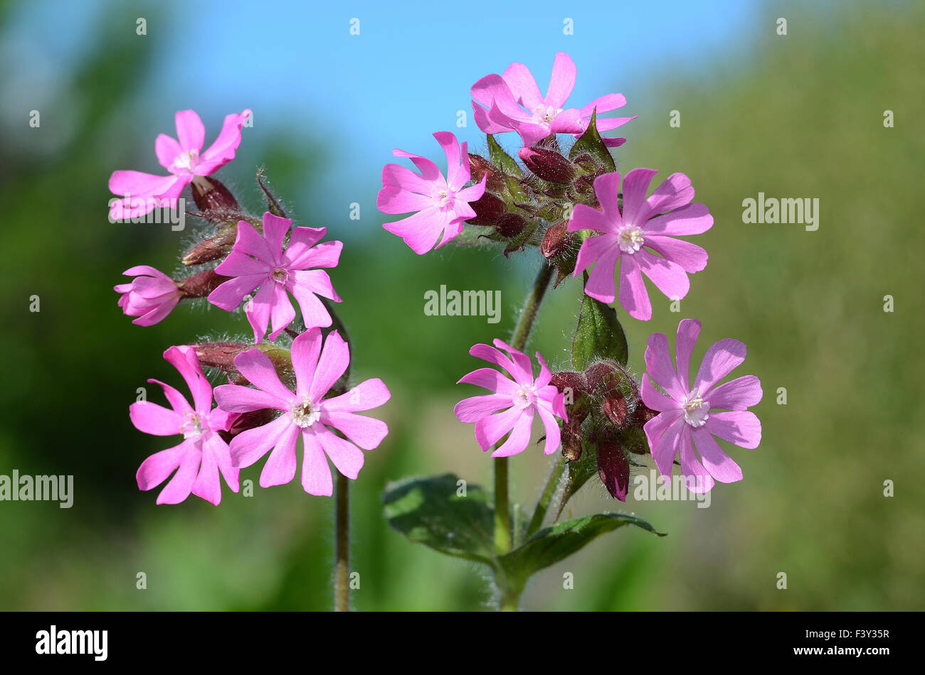 Blood carnation hi-res stock photography and images - Alamy