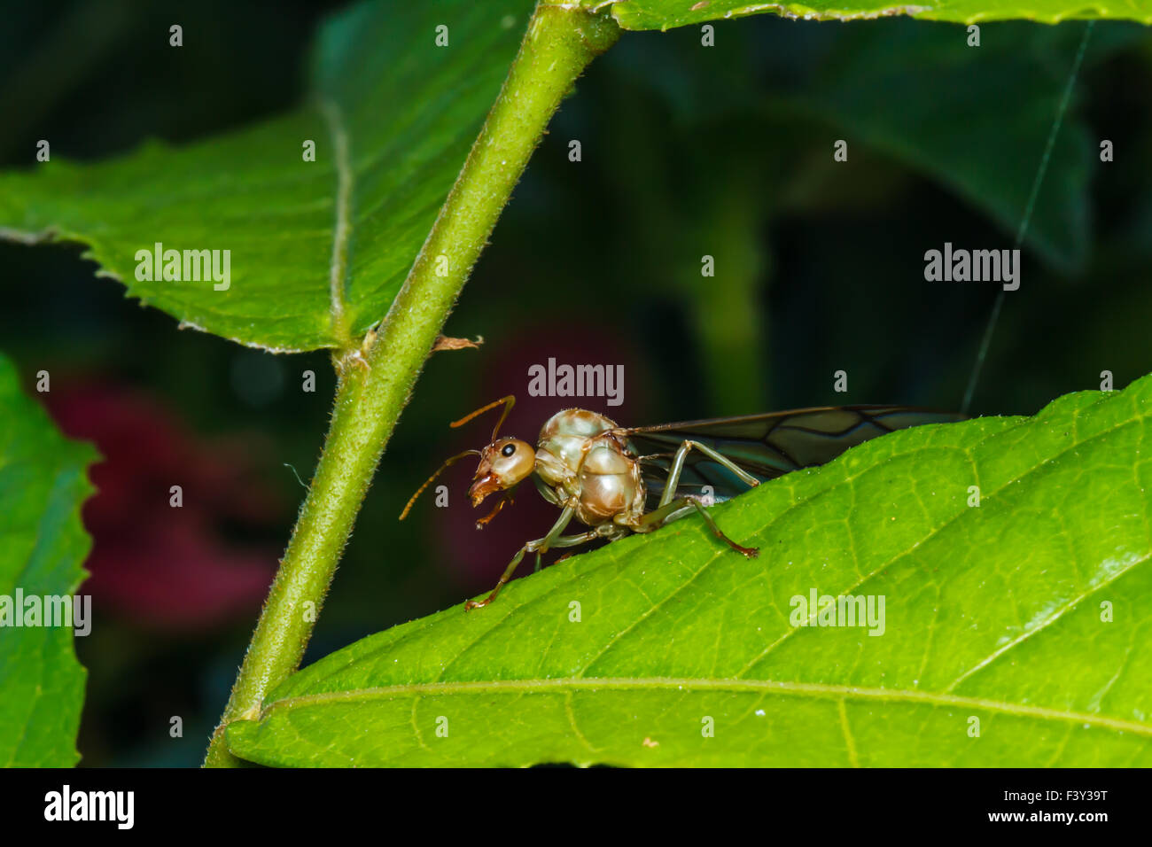 weaver ant queen on green leaf Stock Photo - Alamy