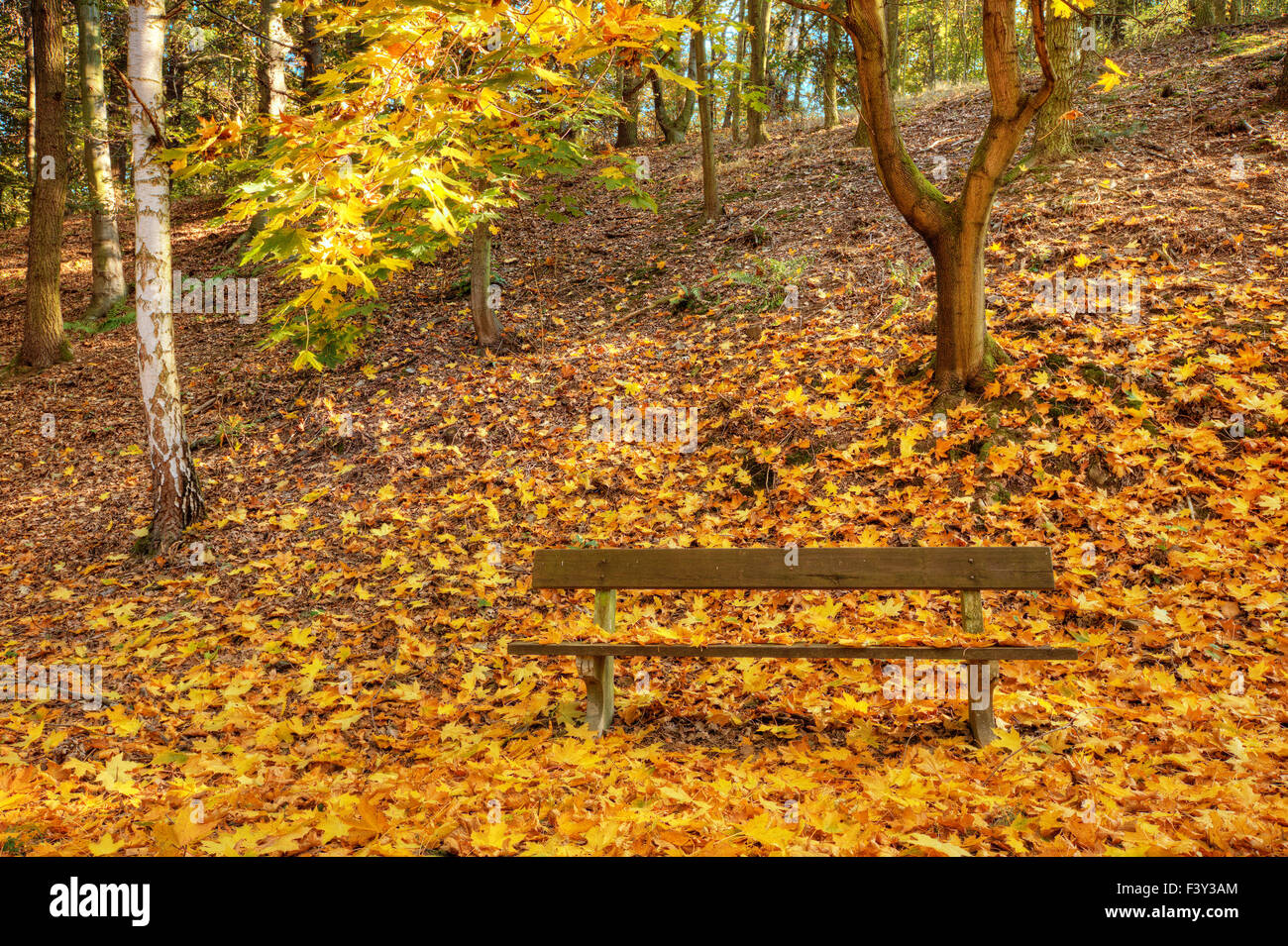 Autumn bench in park Stock Photo - Alamy