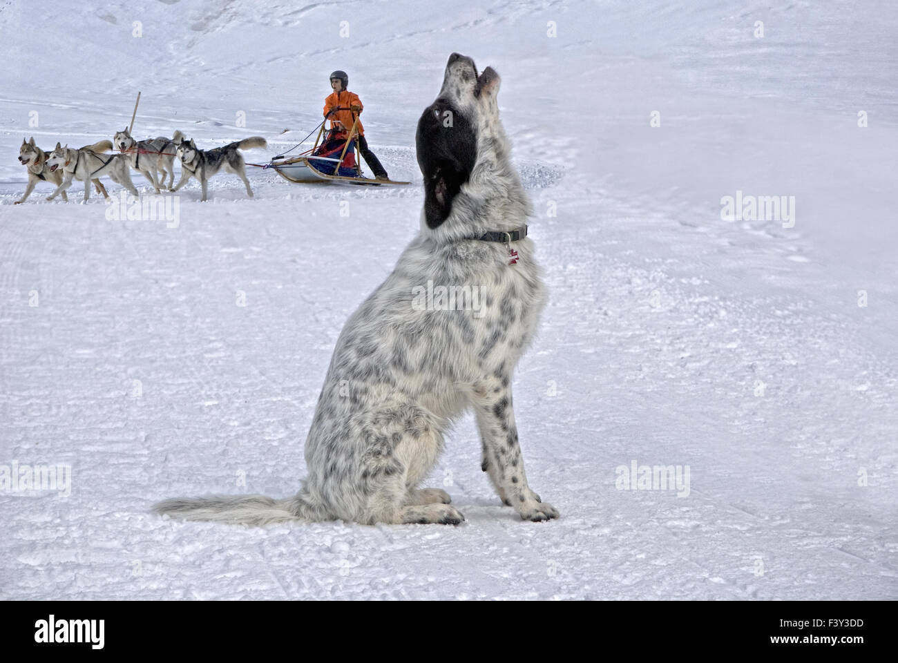 Ululation hi-res stock photography and images - Alamy