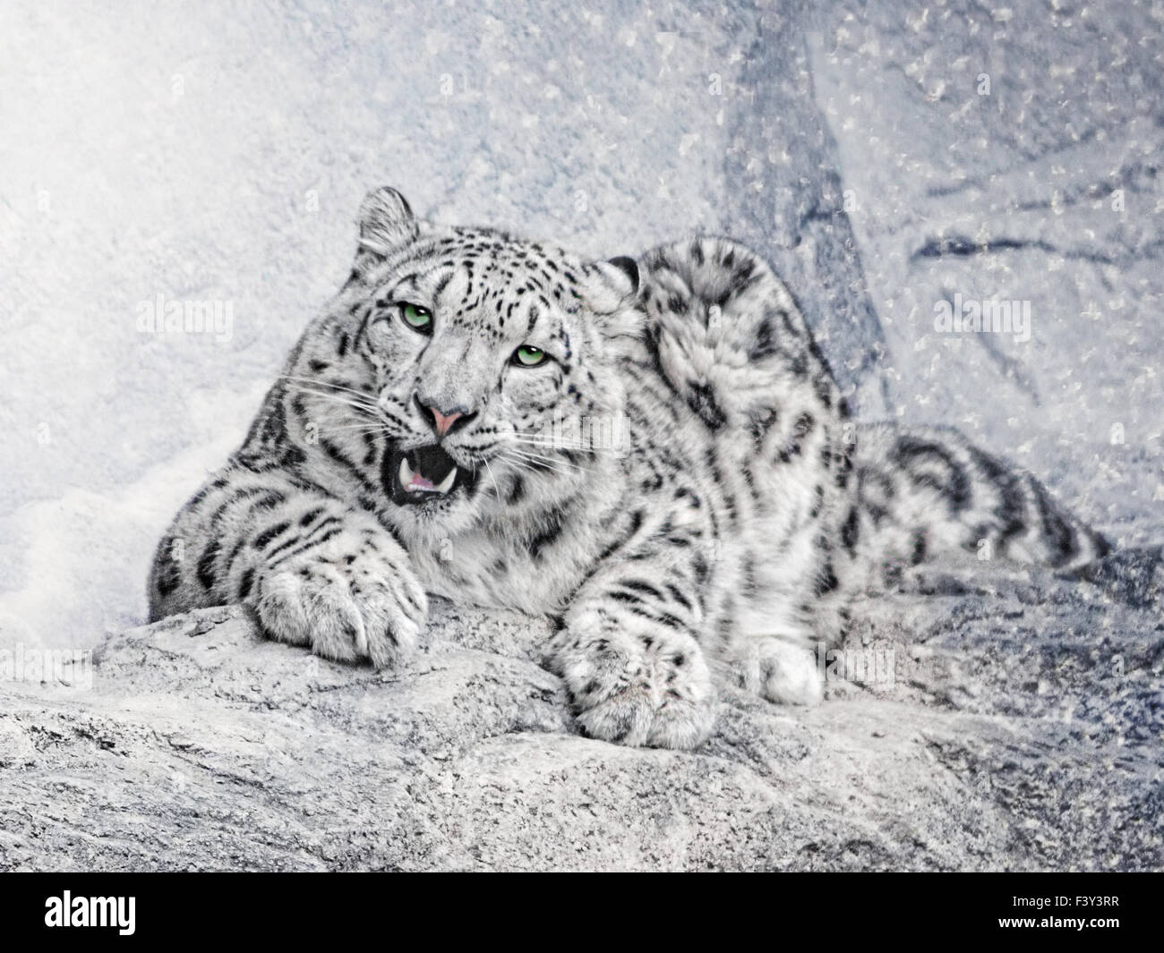 Panthera uncia hi-res stock photography and images - Alamy