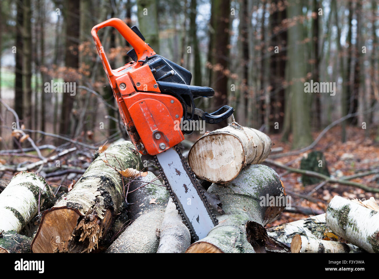 Forestry - Chainsaw In The Forest Stock Photo - Alamy