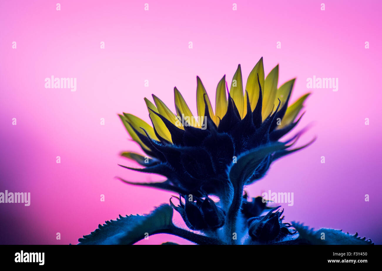 Rossdorf, Germany. 12th Oct, 2015. The petals of a flower at sunset in ...