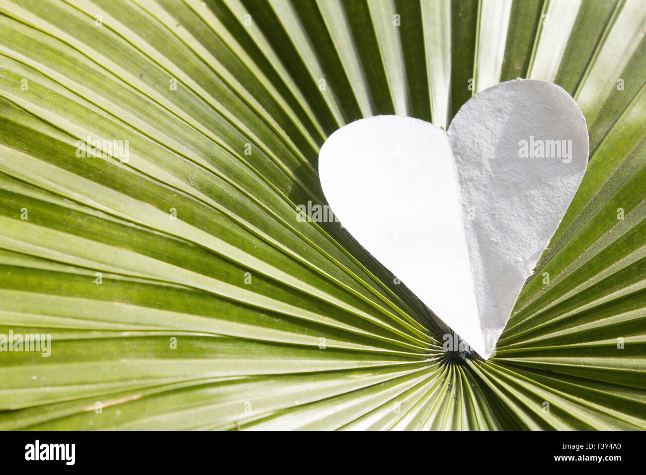 Heart shape of leaf hi-res stock photography and images - Alamy