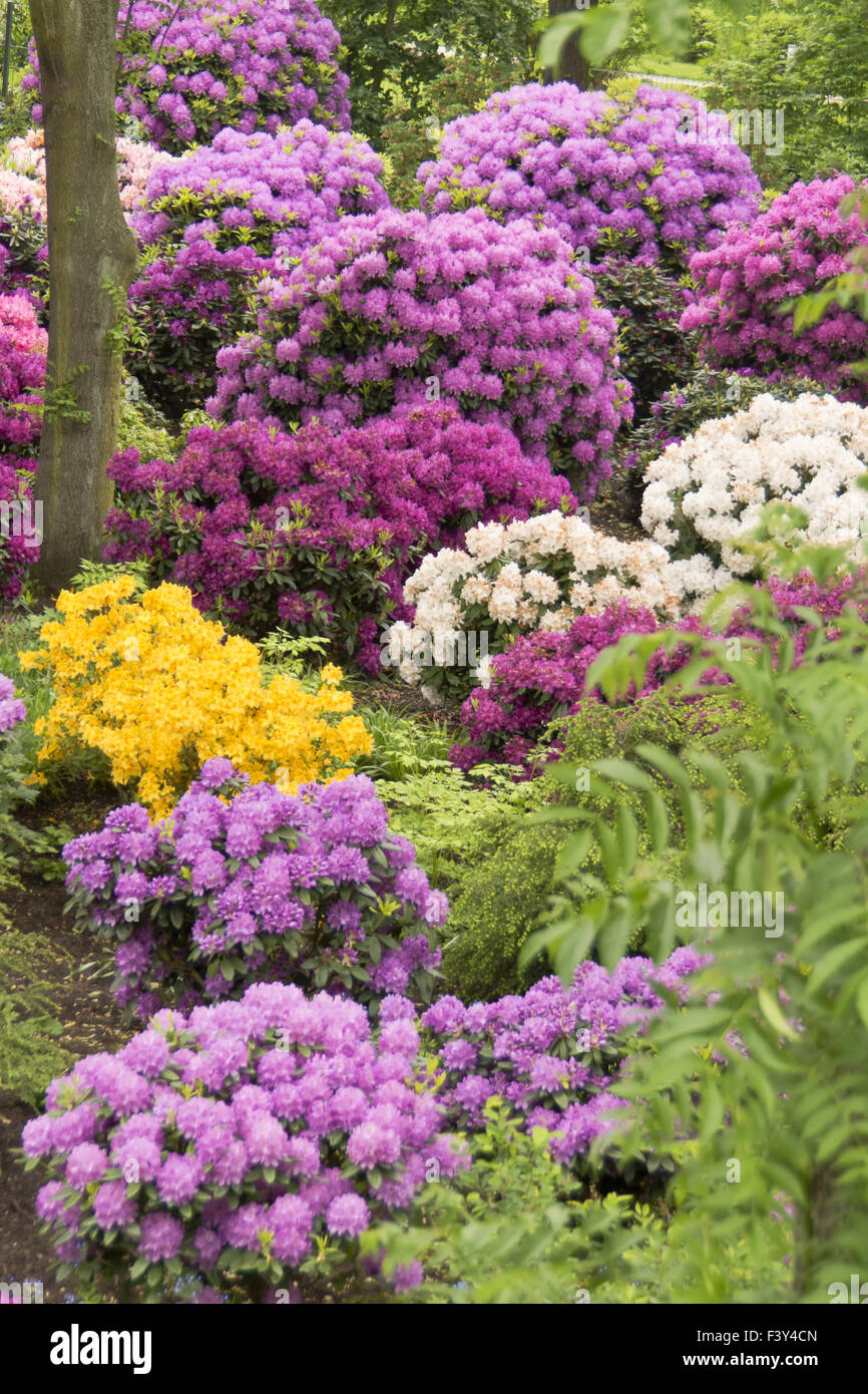 Rhododendron park hi-res stock photography and images - Alamy