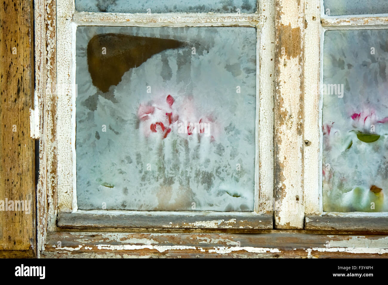 window, flower, iceplant Stock Photo - Alamy