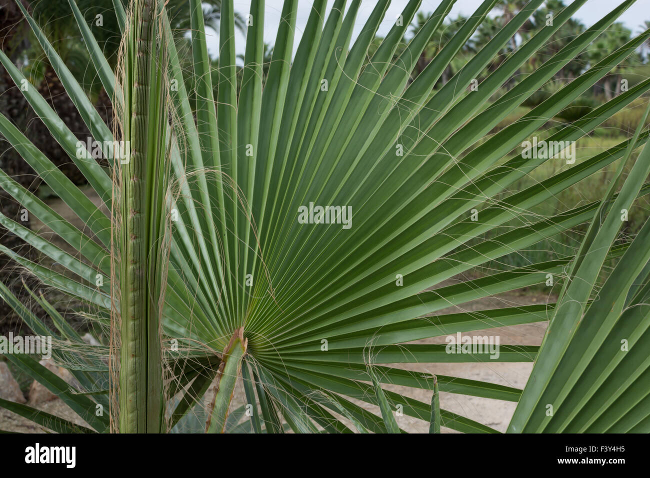 Leaves of fan palm or palmito Stock Photo - Alamy