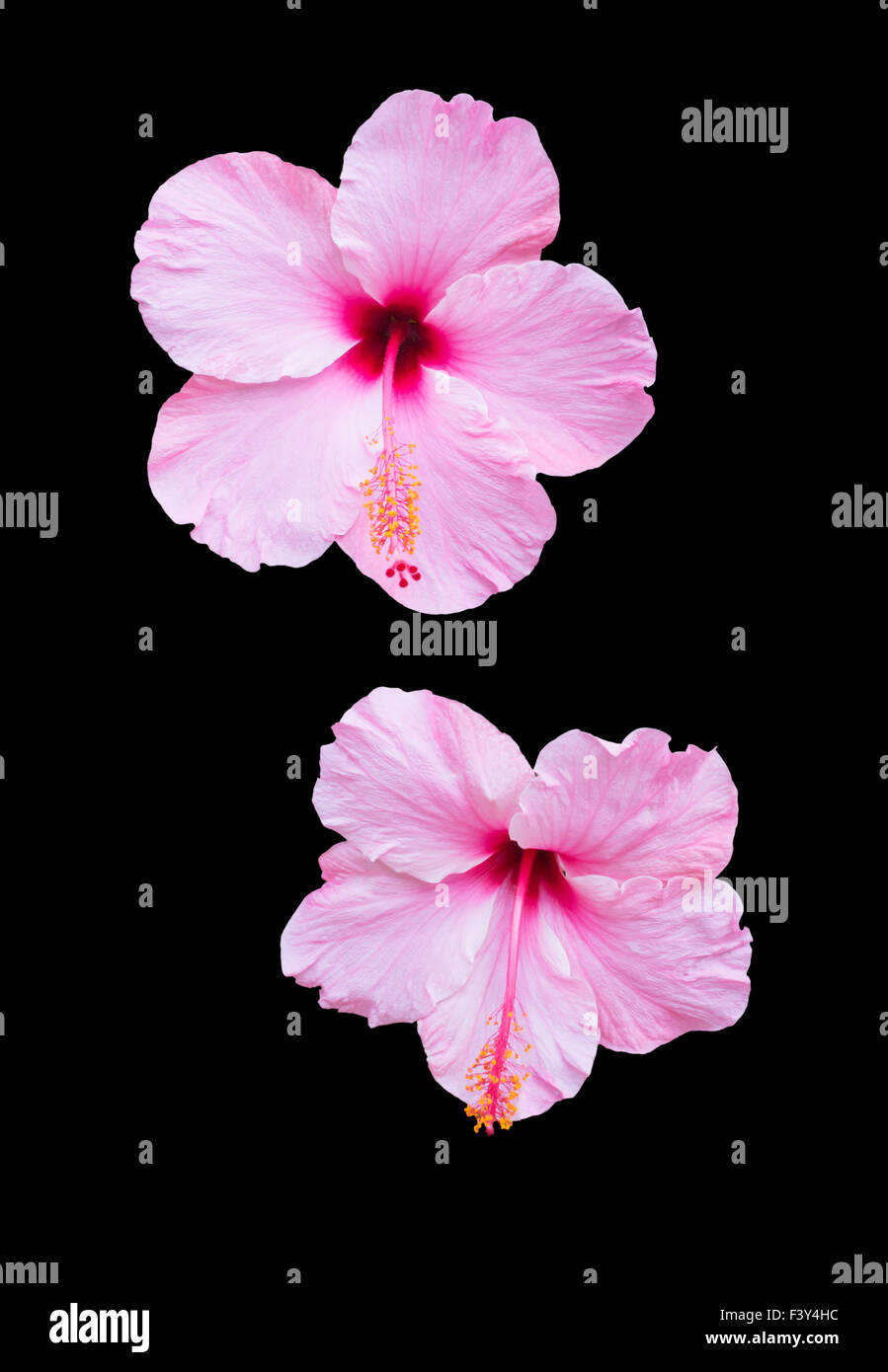 Black hibiscus hi-res stock photography and images - Alamy