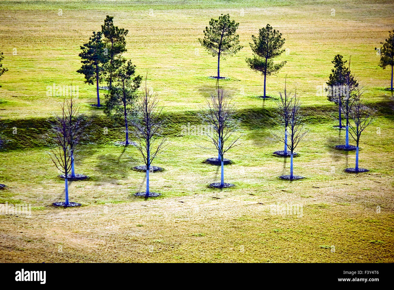 Ber tree hi-res stock photography and images - Alamy