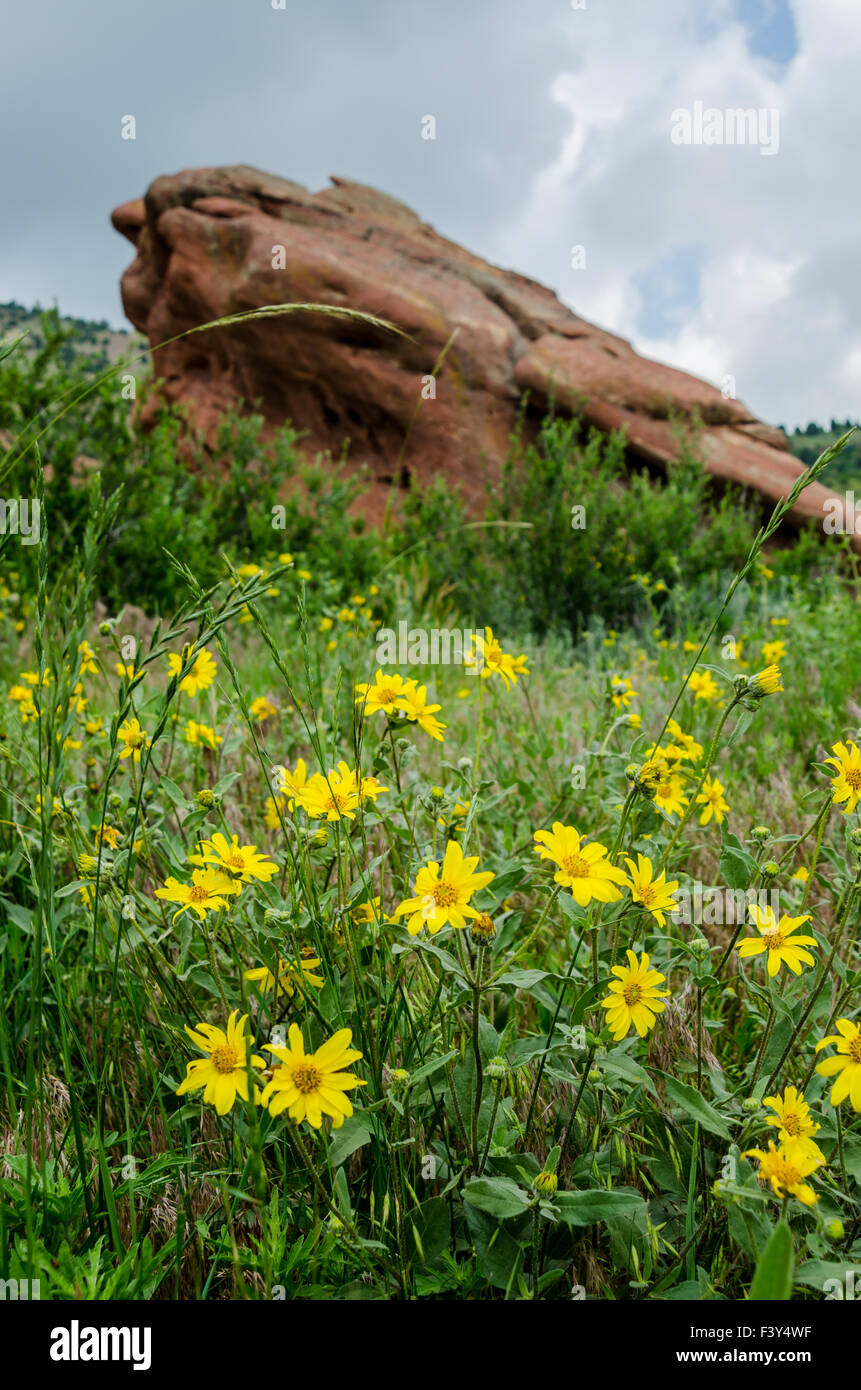 A field of yellow wildflowers in front of a boulder in Red Rocks park ...