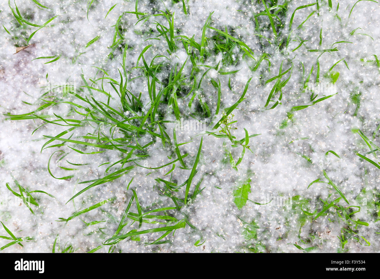 Green grass poplar fluff hi-res stock photography and images - Alamy