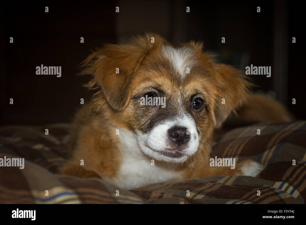 Puppy on the ceiling Stock Photo - Alamy