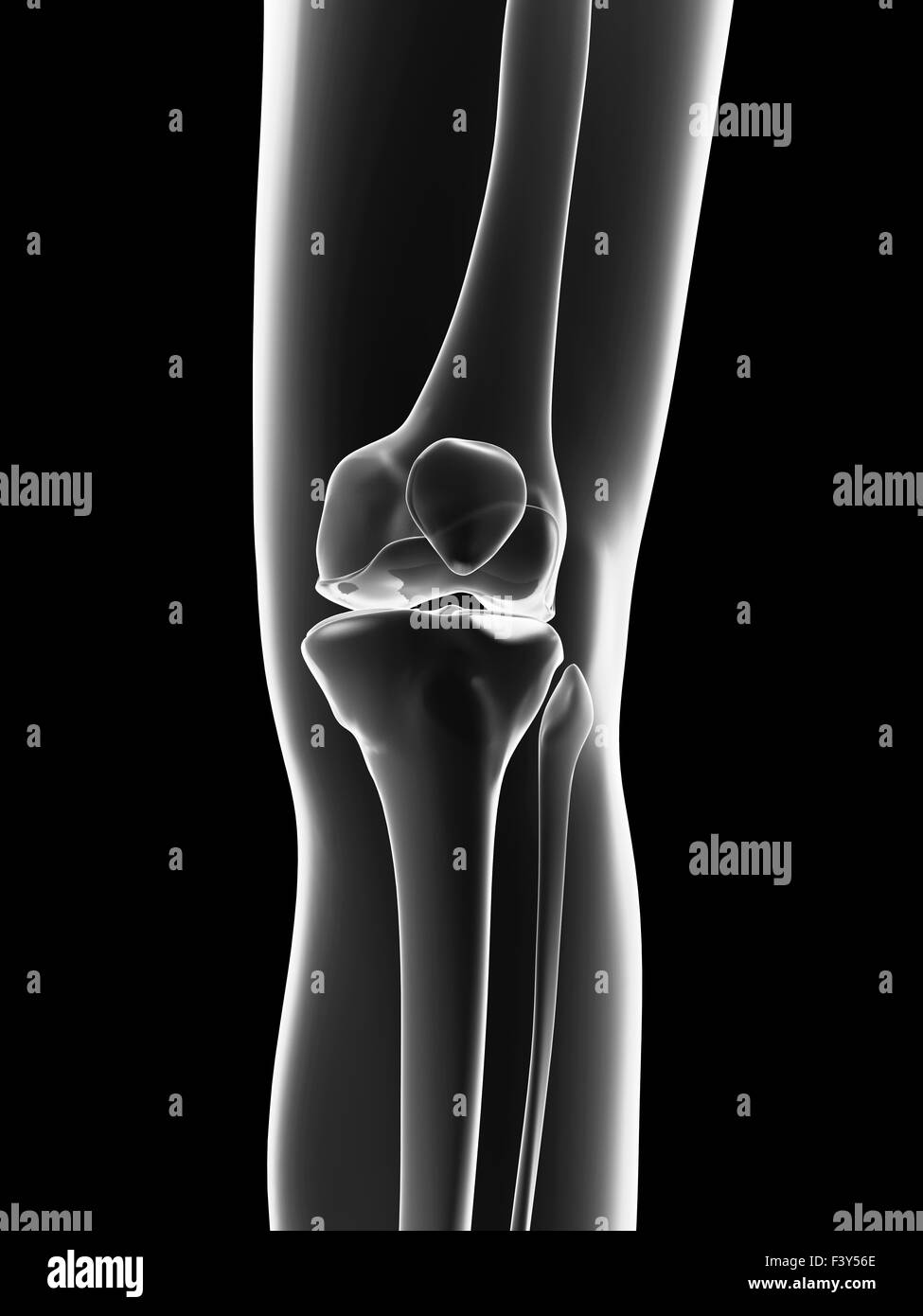 transparent female skeleton - knee joint Stock Photo - Alamy
