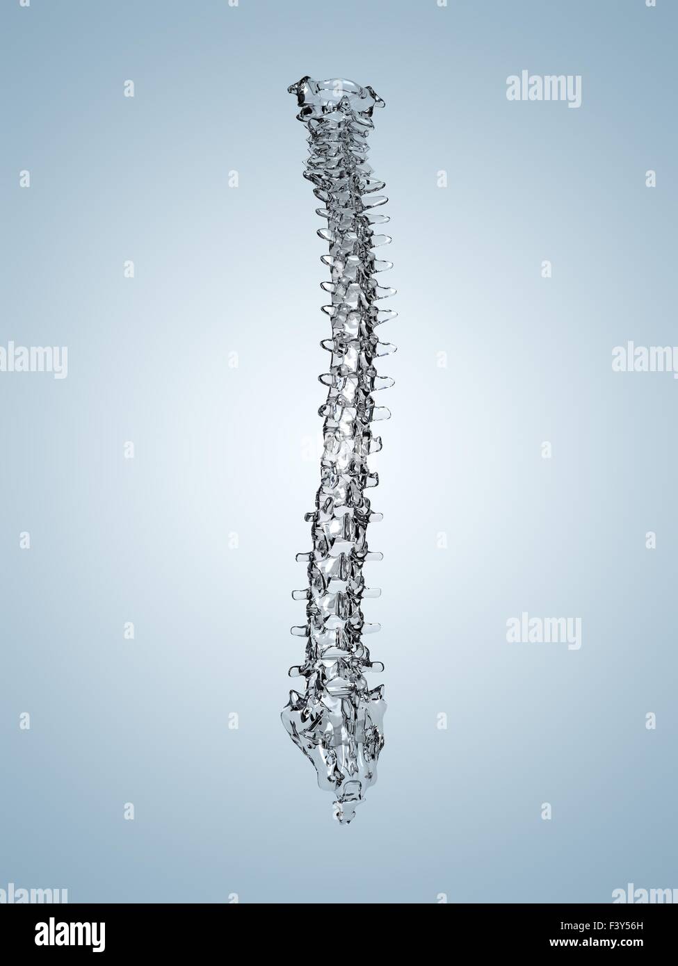 3d rendered illustration of a glass spine Stock Photo - Alamy