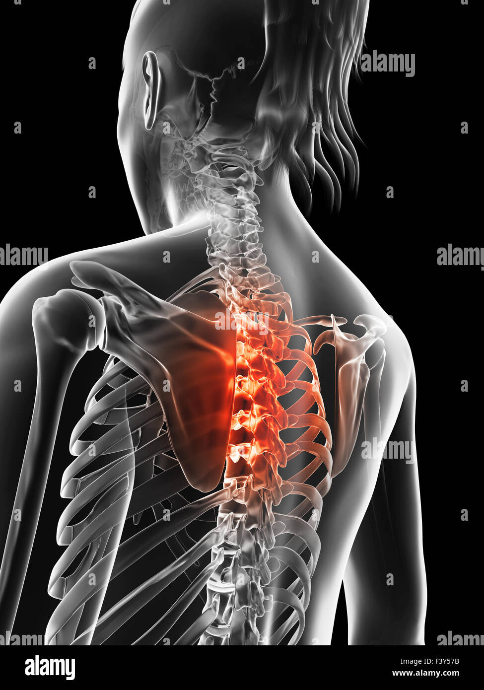 Thoracic spine hi-res stock photography and images - Alamy